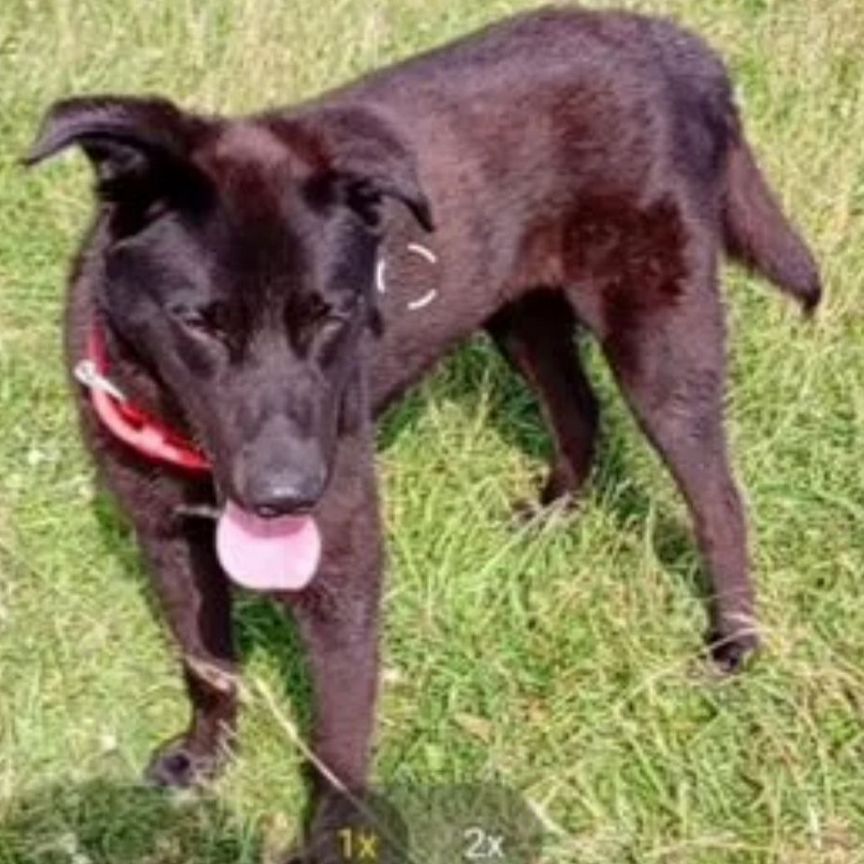 Взрослый пёс в добрые руки