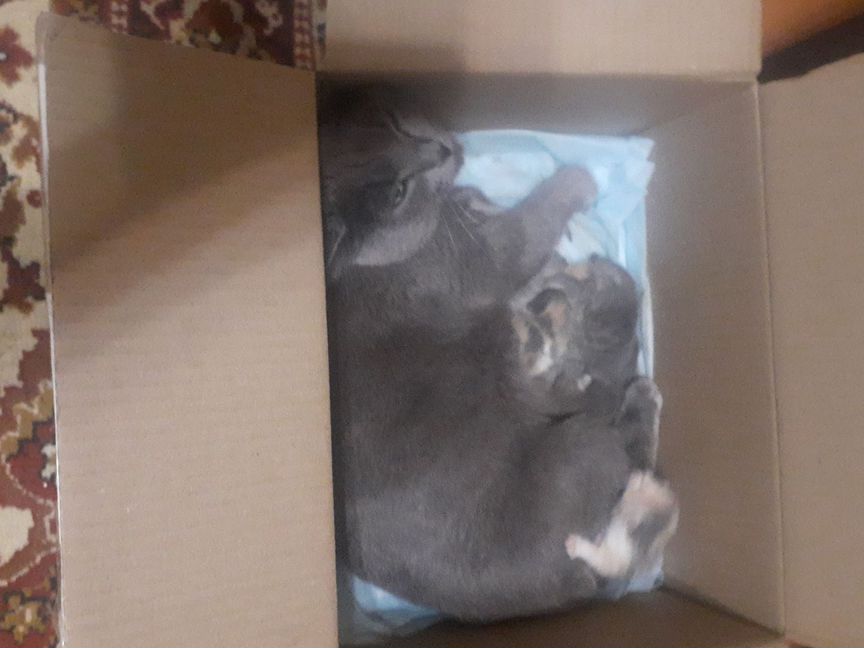 Котята отдам бесплатно
