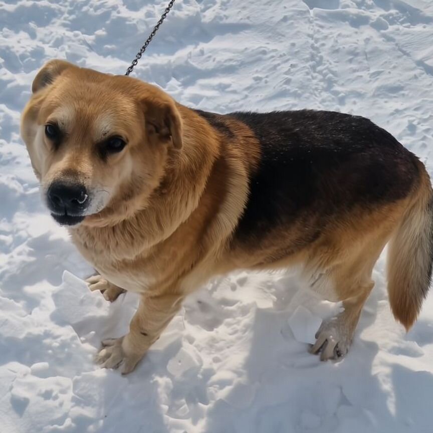 Взрослый пёс в добрые руки