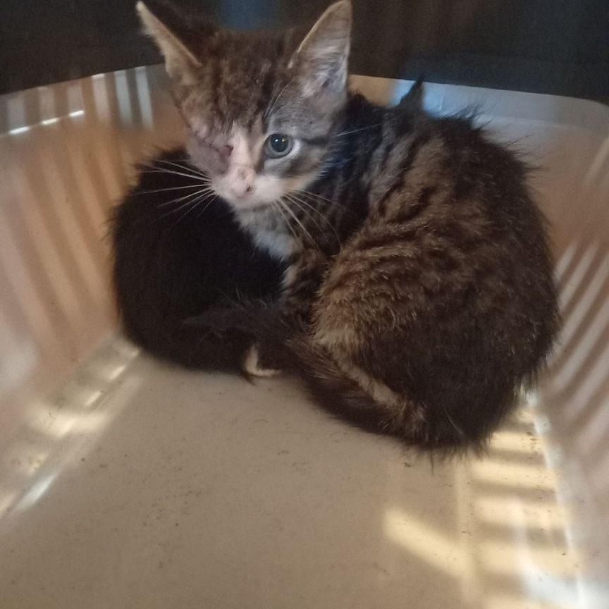 Кот