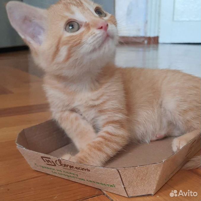 Котенок мальчик Рыжик