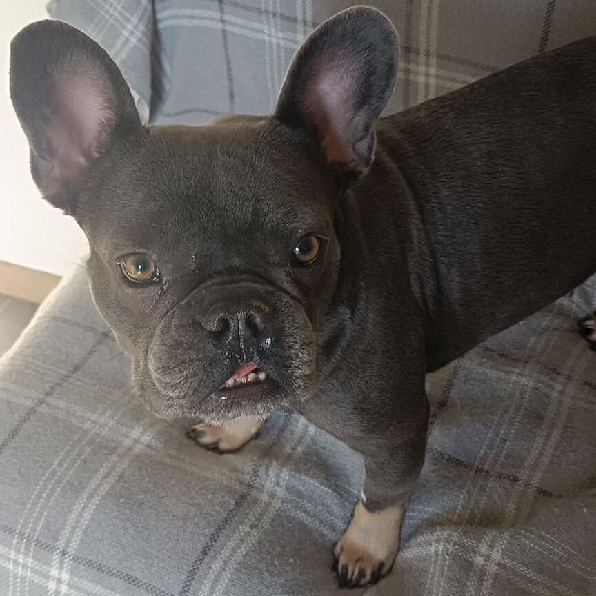 Французский бульдог