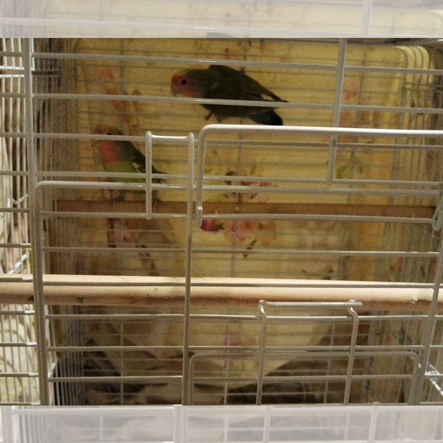 Попугай неразлучники с клеткой