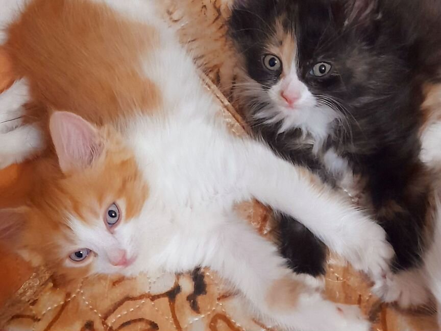 Котята в добрые ручки