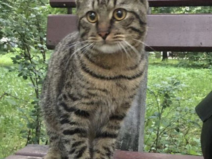 От котика избавились