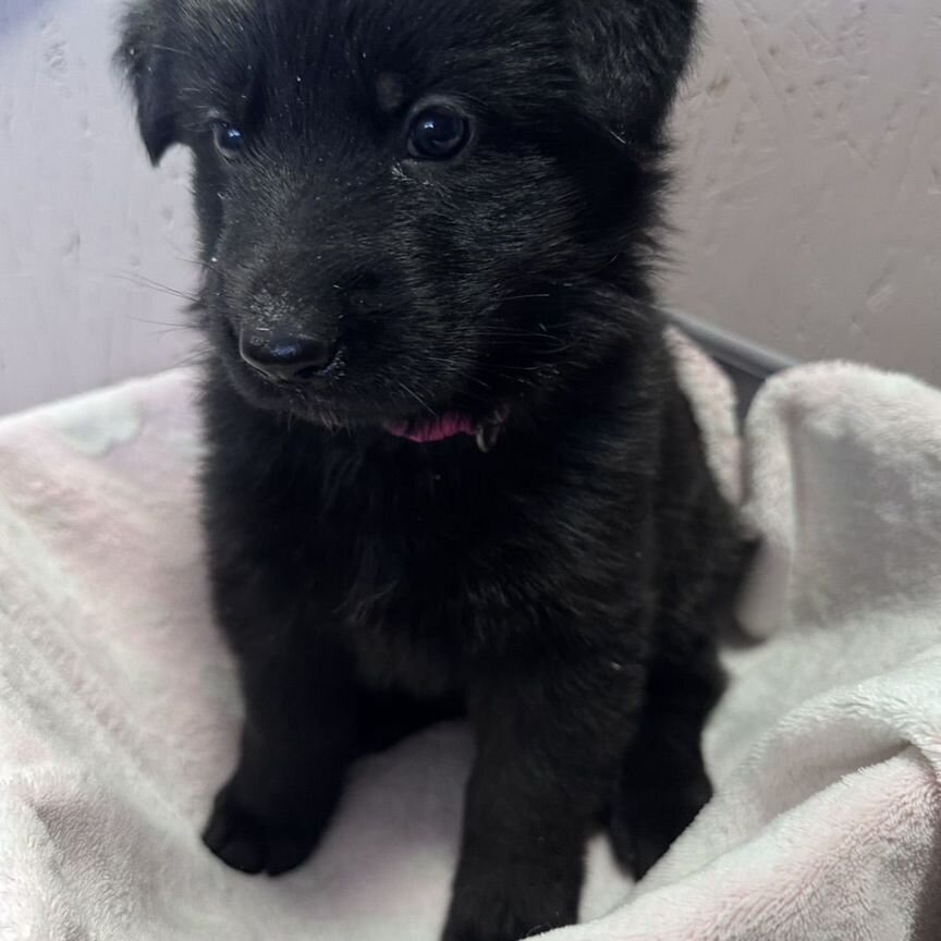 Щенки немецкой овчарки с документами