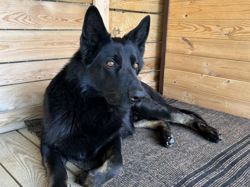 Собака немецкая овчарка вязка мальчик