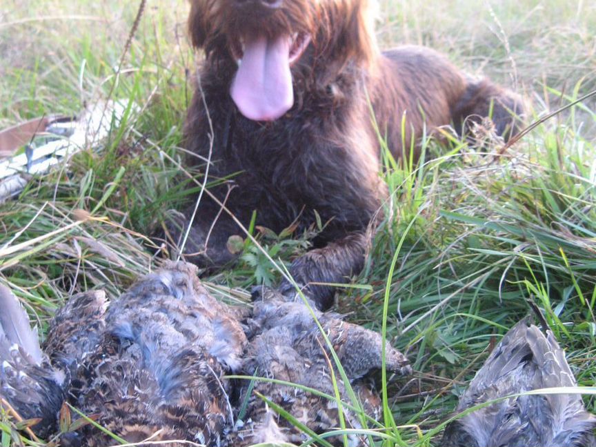 Продам дратхаара