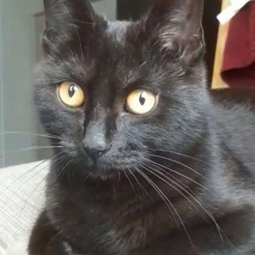 Черная кошка