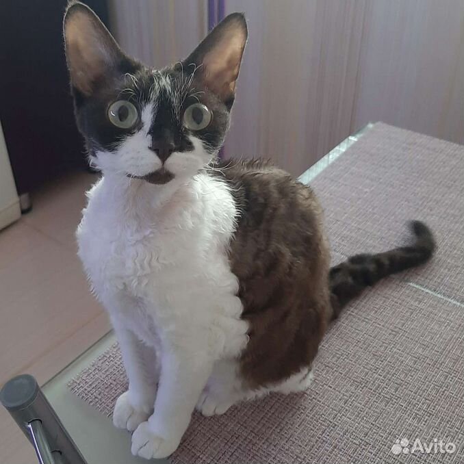 Вязка Девон-рекс