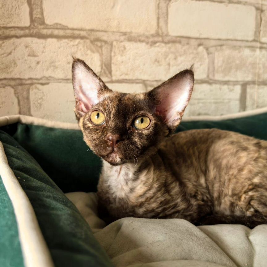 Циннамоновая черепаха.девон рекс