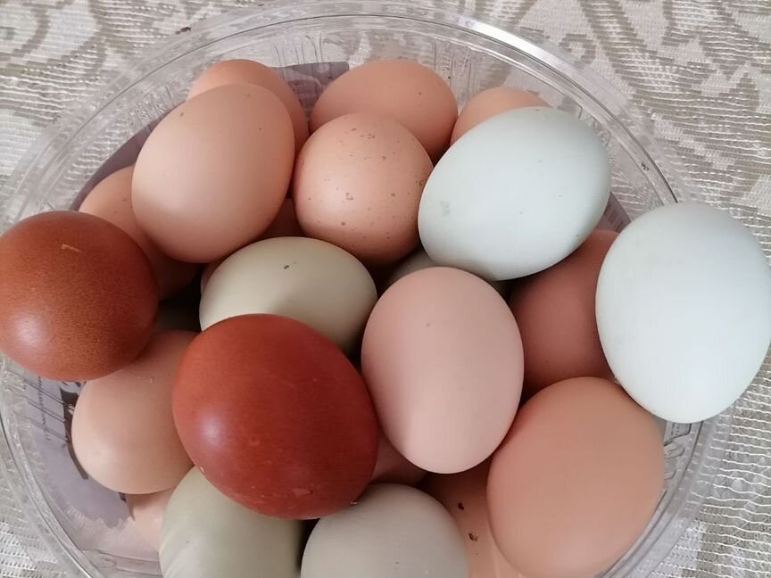 Инкубационное яйцо