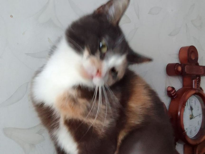 Кошки в добрые руки бесплатно