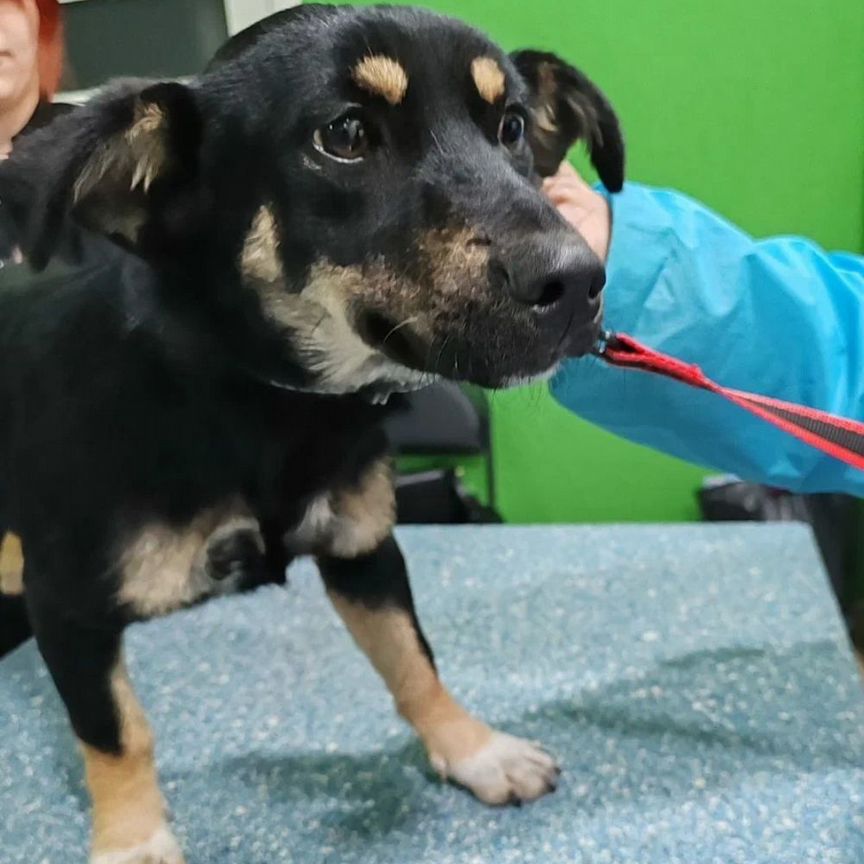 Взрослая собака в добрые руки