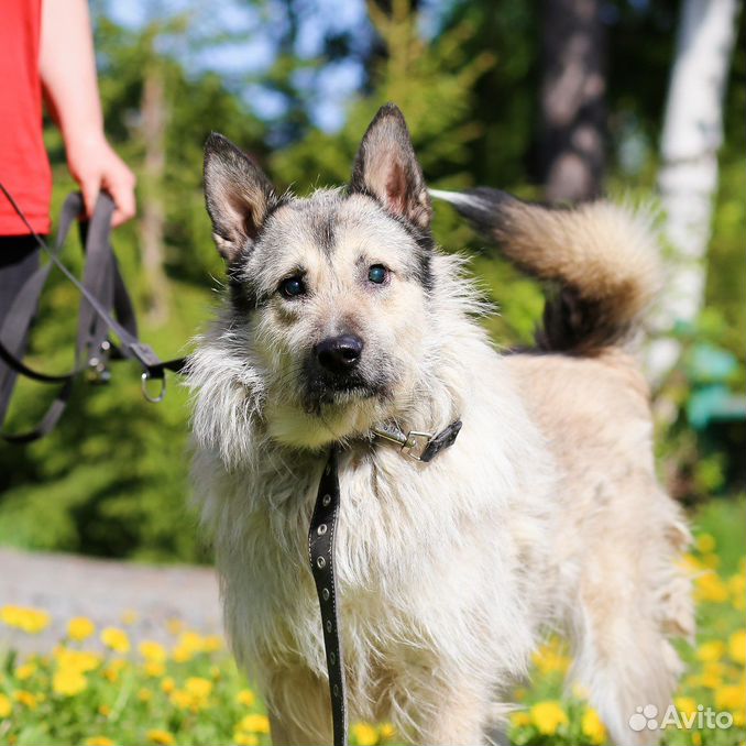 Лютик ищет хозяина