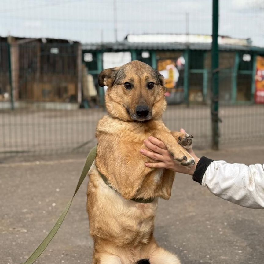 Скромная собака Хельга из приюта