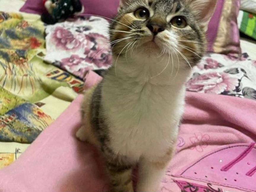 Кошка девочка 4 мес в приюте