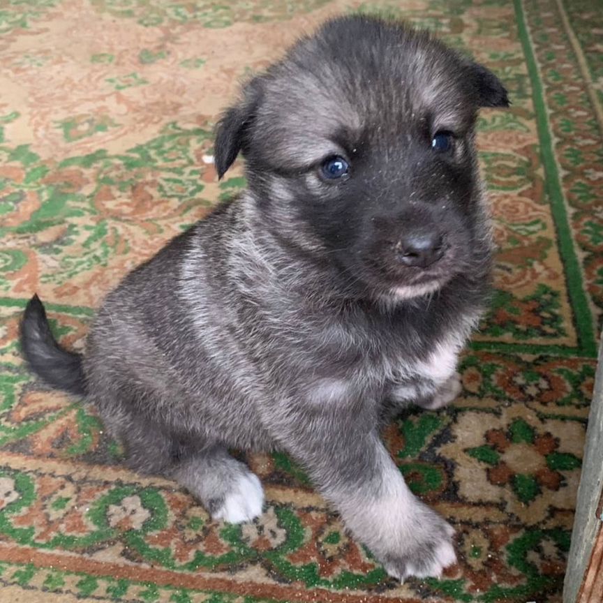 Сибирский хаски, щенок