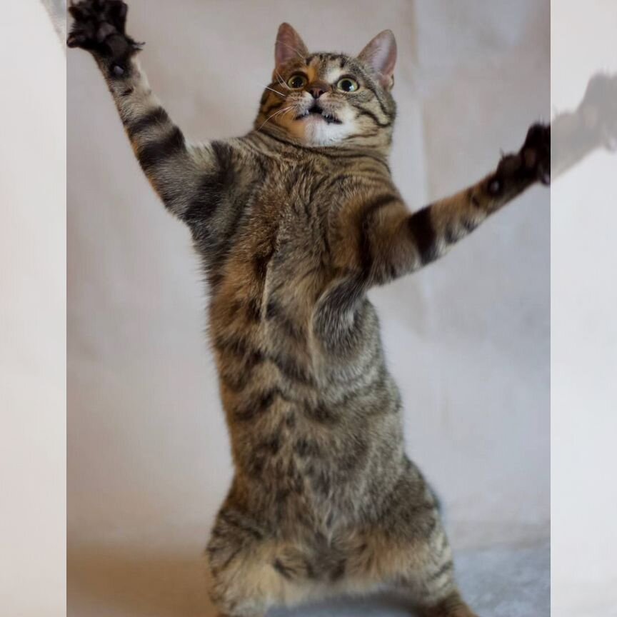 Котики бесплатно