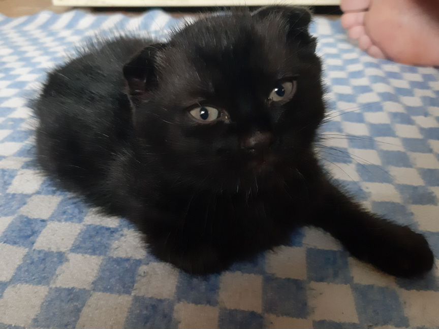 Котята вислоухие