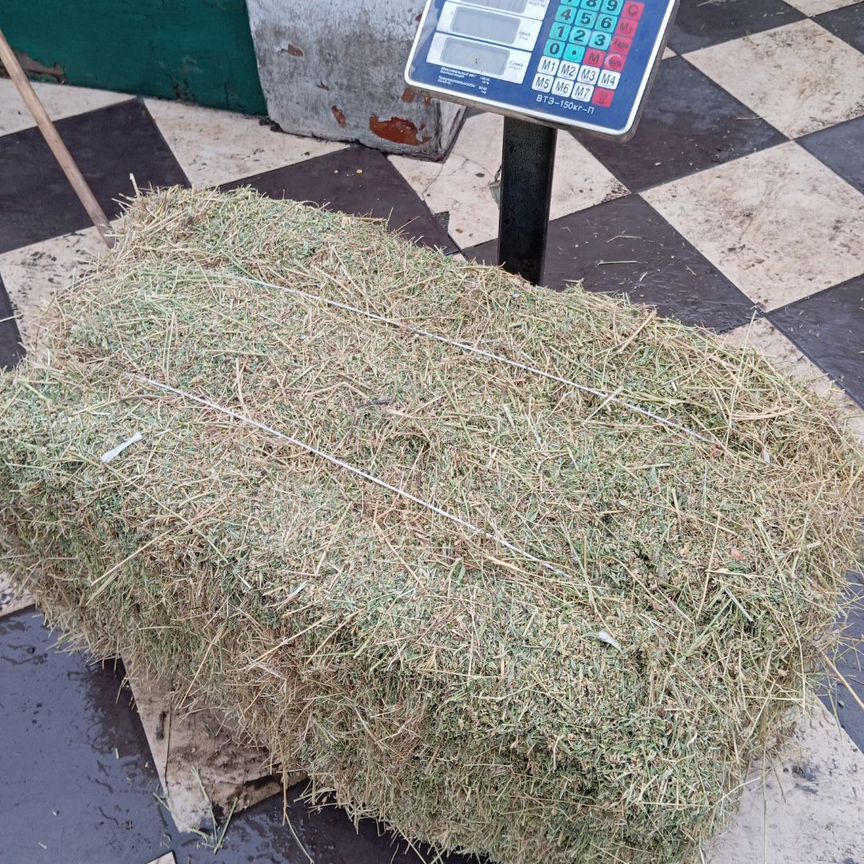 Продажа люцерны