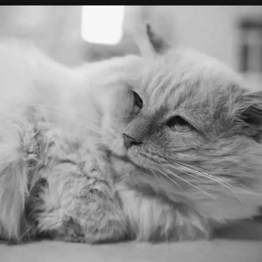 Котик с золотой историей