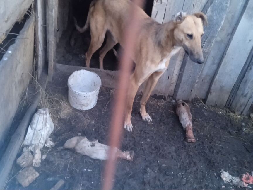 В добрые руки Хортая борзая