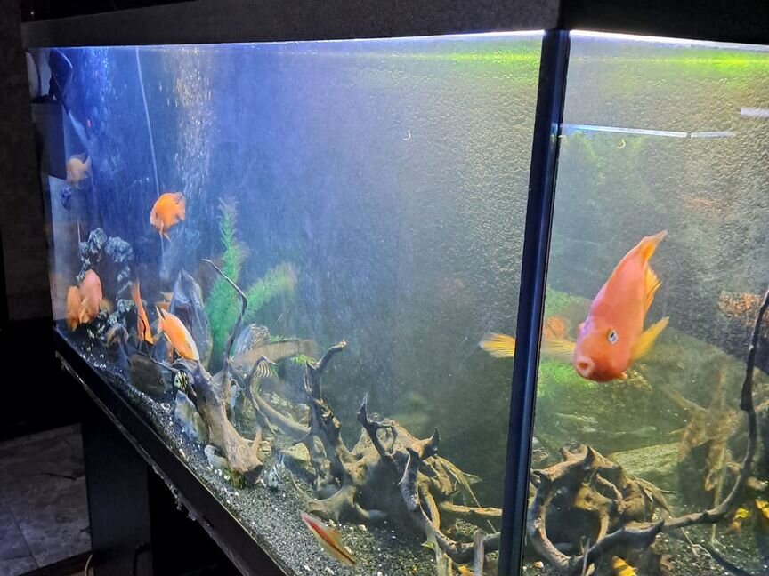 Аквариум с тумбой 500 литров