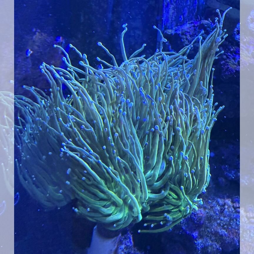 Морские краллы для аквариума (эуфилия и т.п )