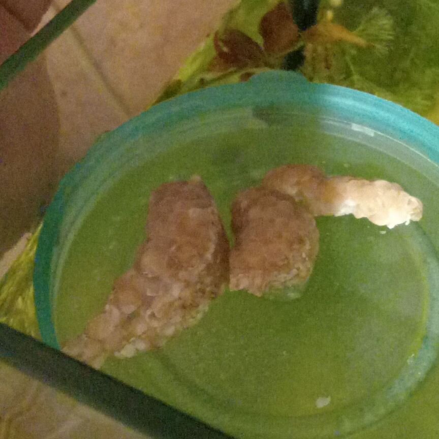 Икра улитки ампулярии