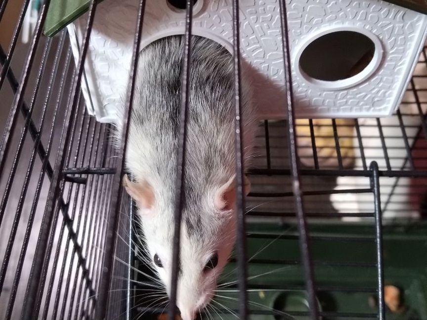 Клетка для крысы