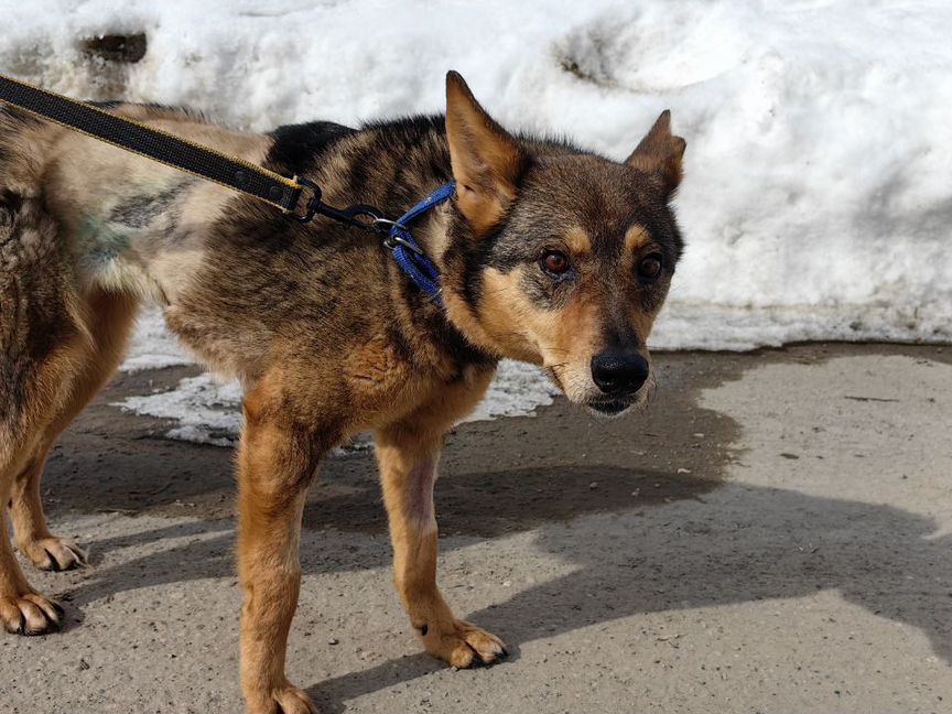 У собаки онкология нужен корм