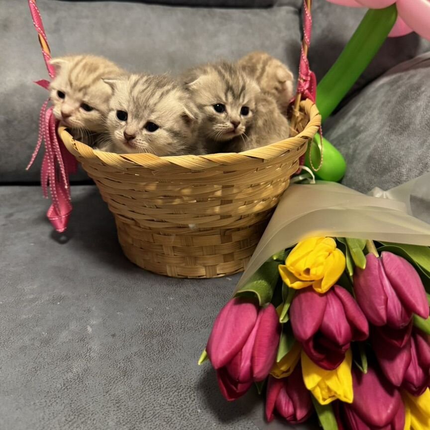 Вислоухие котята шотландсике