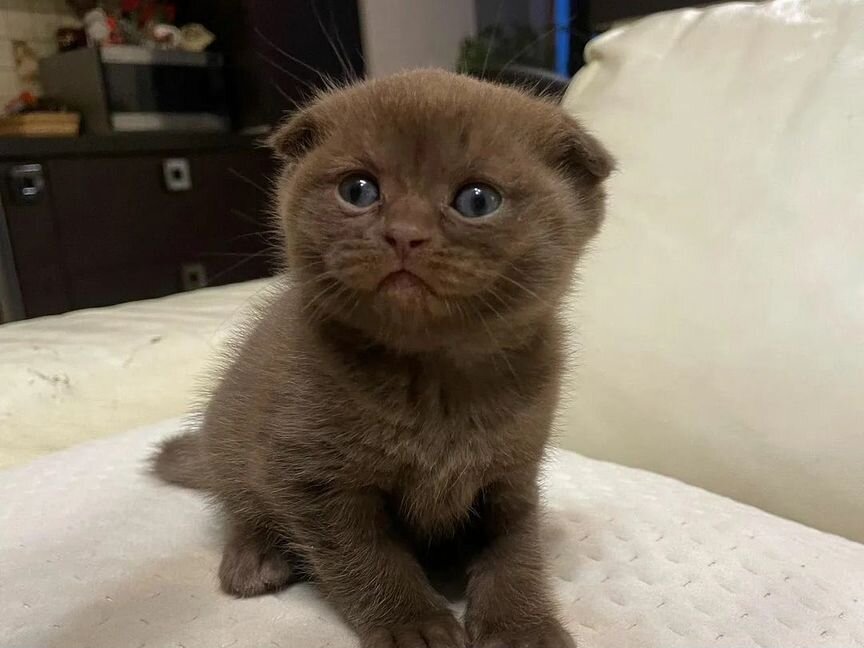 Шотландские шоколадные котята