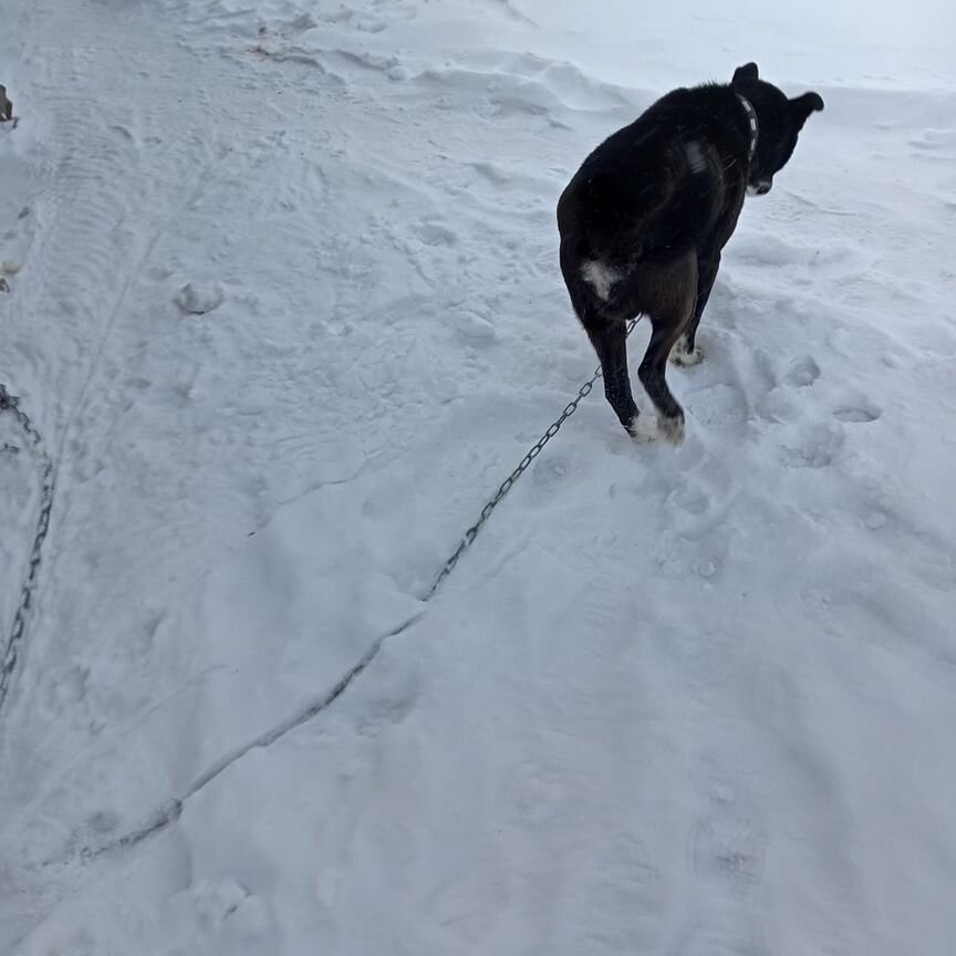 Взрослый пёс в добрые руки