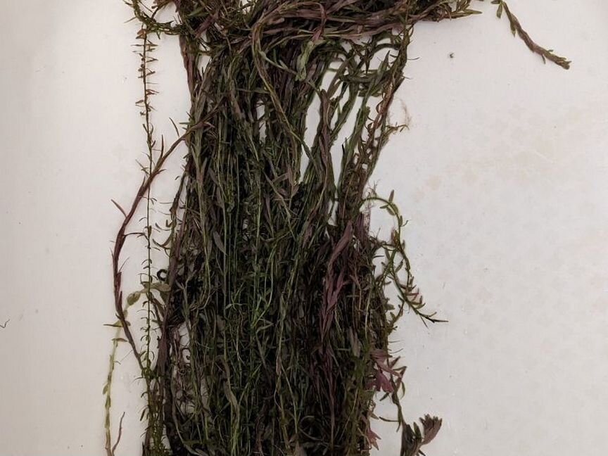 Аквариумные растения