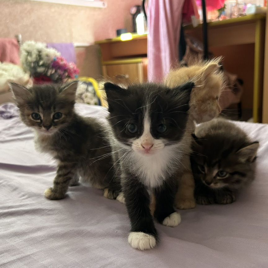 Котята в добрые руки