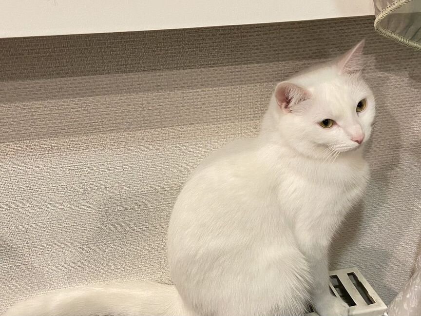 Кошка као-мани