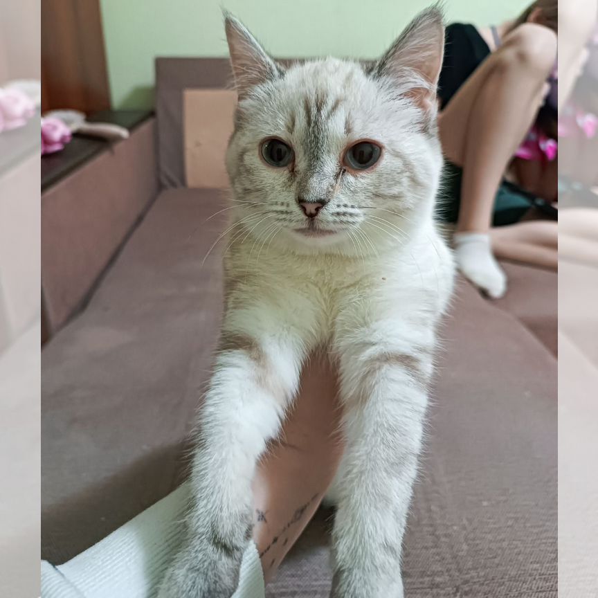 Сиамский котёнок