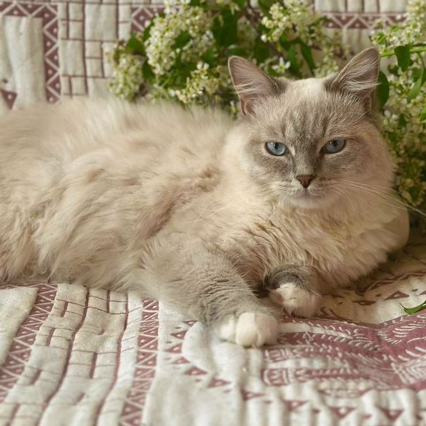 Невский маскарадный котик в дар