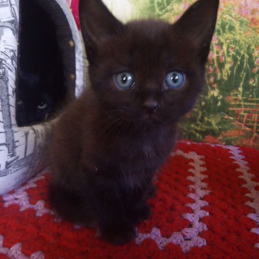 Котики