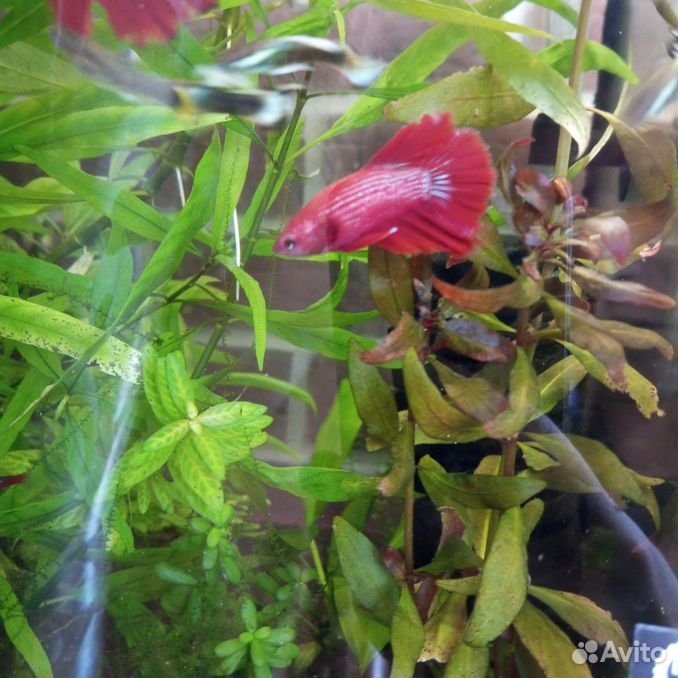 Аквариумные рыбки аквариумы Петушки гуппи