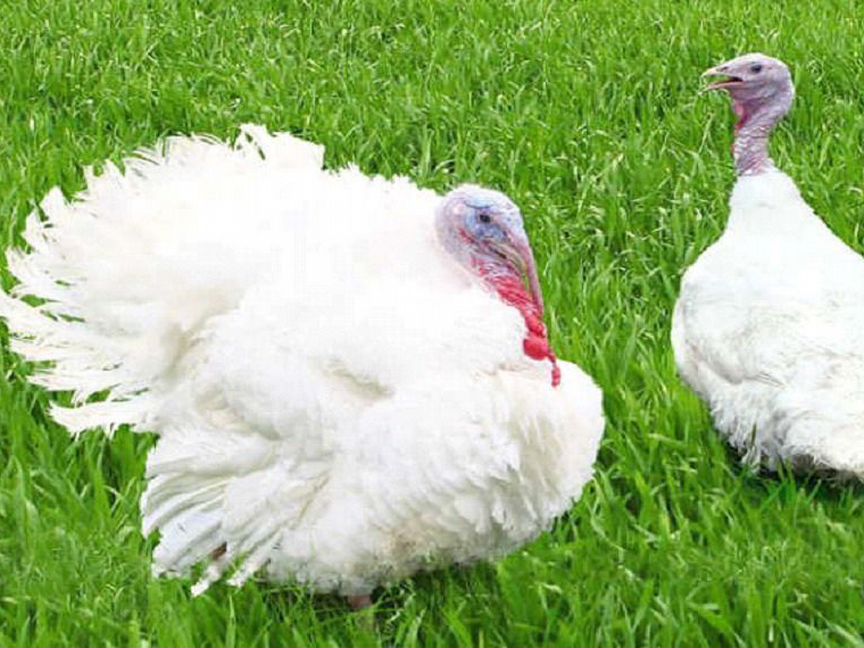 Индюшка белая широкогрудая