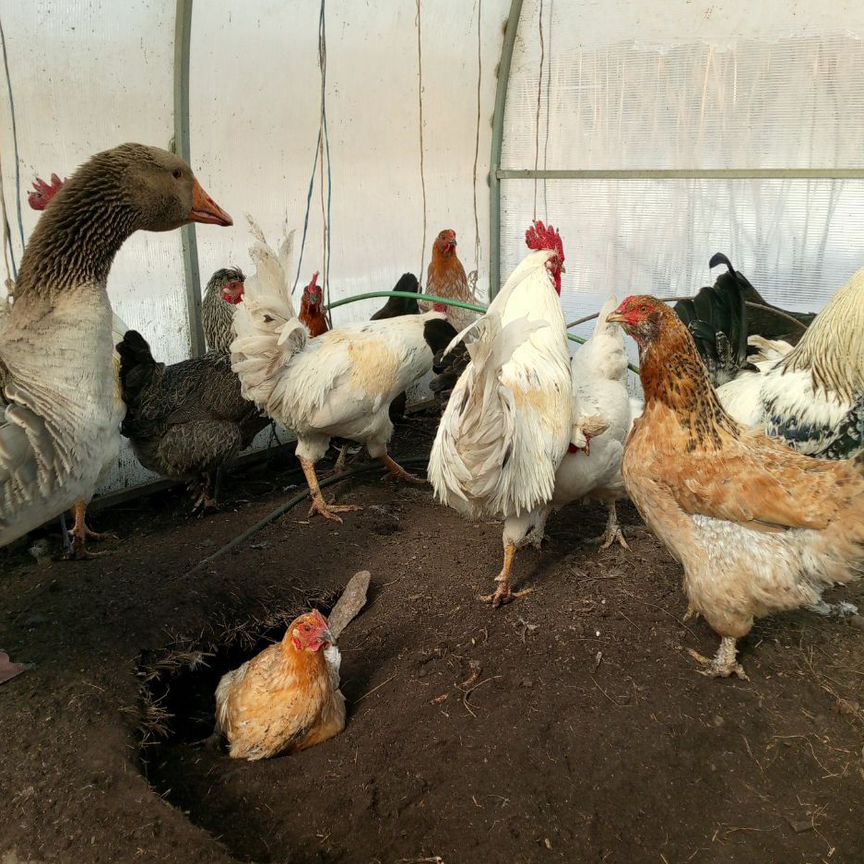 Продам петухов 8-10 месяцев