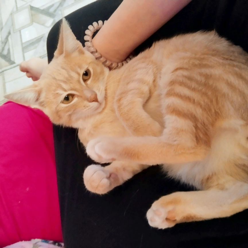 Отдам кота в добрые руки