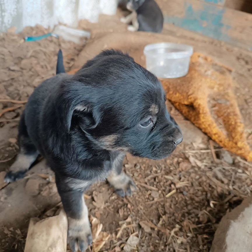 Отдам в добрые руки красивых дворовых щенят