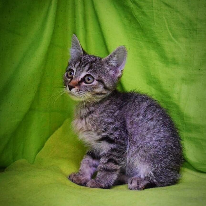 Мальчик тигровый 2.5 мес. Обработан и привит