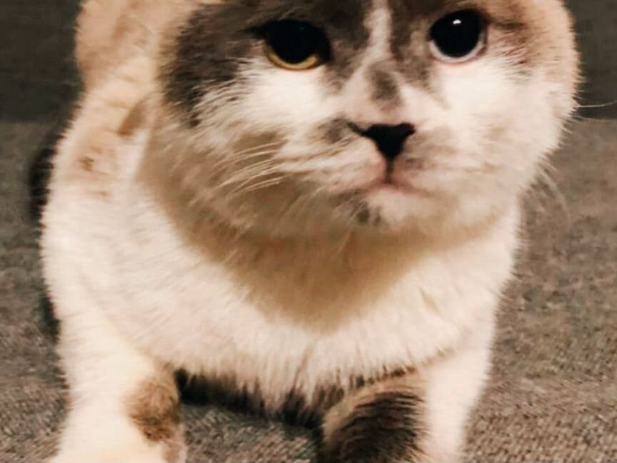 Котенок самец трёхцветный Шотландский скотиш фолд