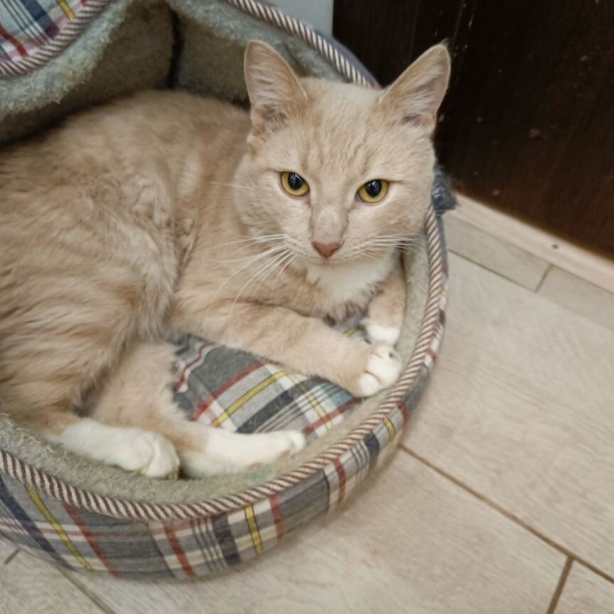 Кот, 2 года, кастрирован