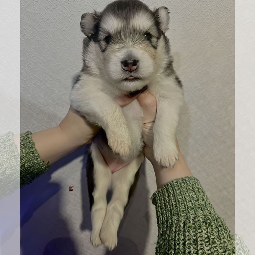 Аляскинский маламут, щенок